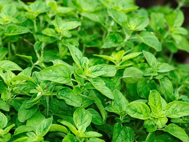 Smaakmakers uit de Italiaanse keuken (2): ORIGANO - OREGANO - Taste ...