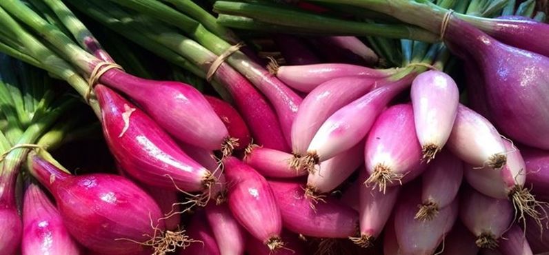 Cibo Italiano (7): La cipolla di Tropea - Taste-Italy.be